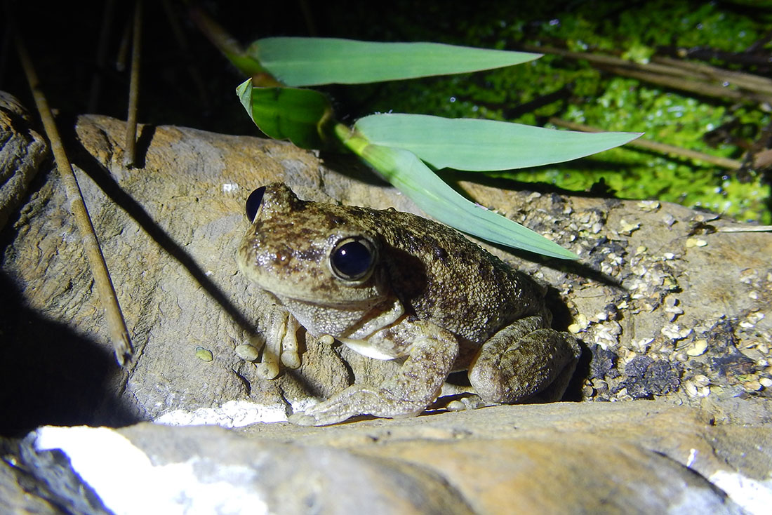 Frog Surveys Targeting the Southern Bell Frog Litoria Raniformis 2020 ...